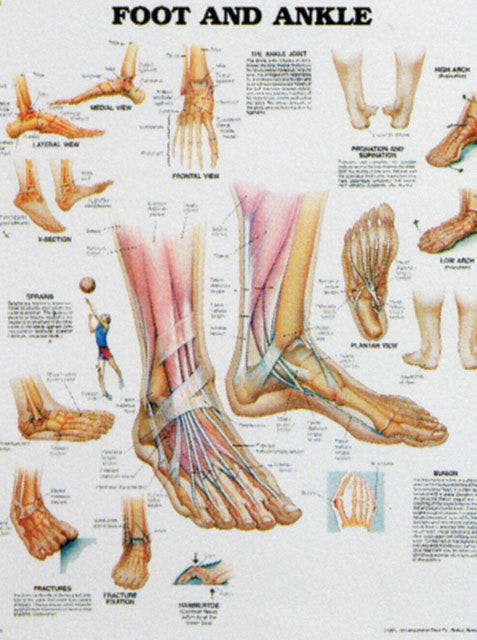 DLT Foot and Ankle Poster